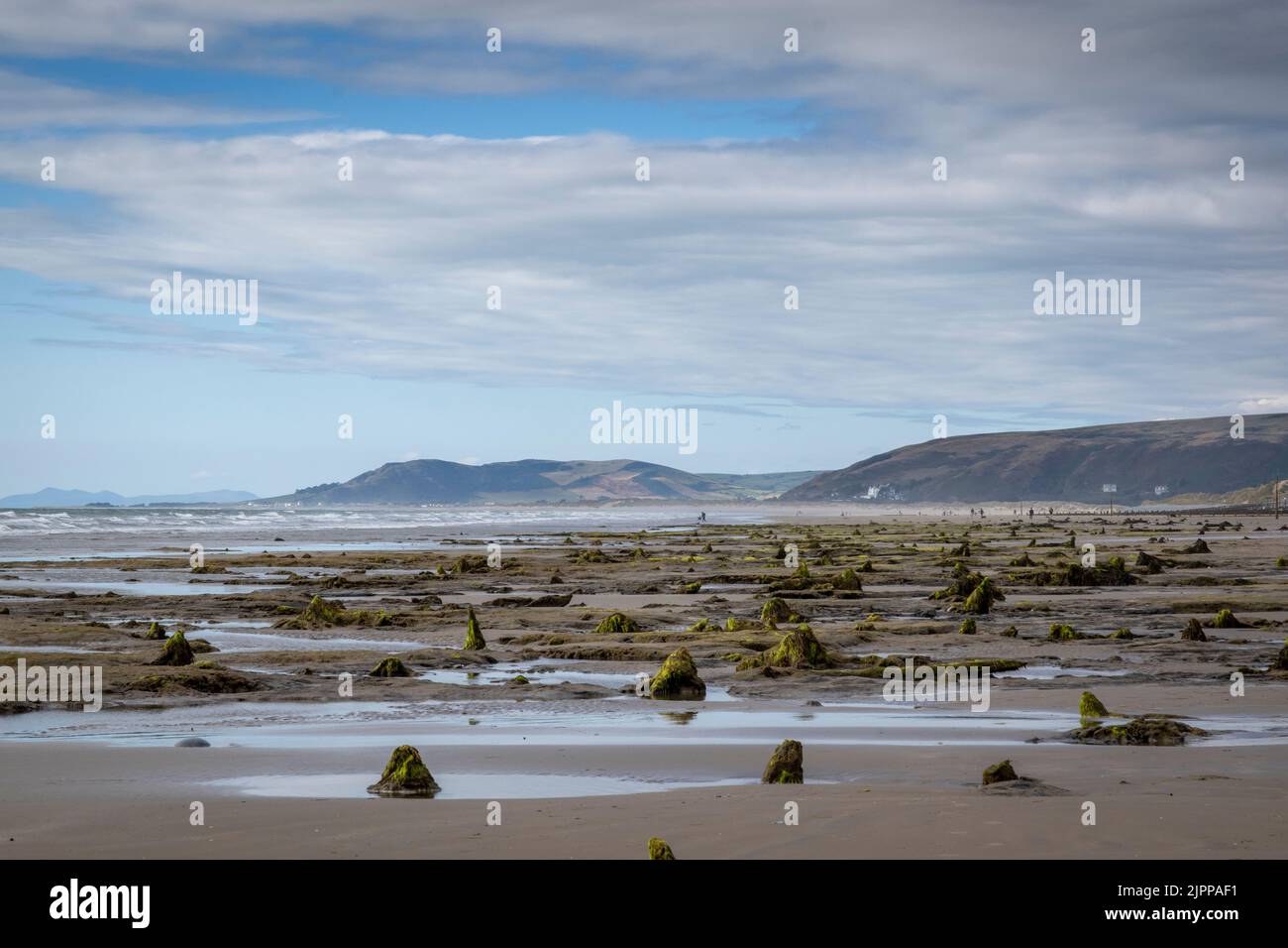 the petrified forest in borth Stock Photo - Alamy