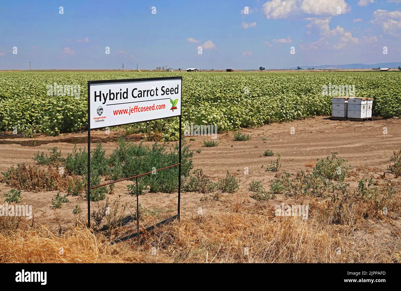 An active beehive with european honeybees near a large field of carrot ...
