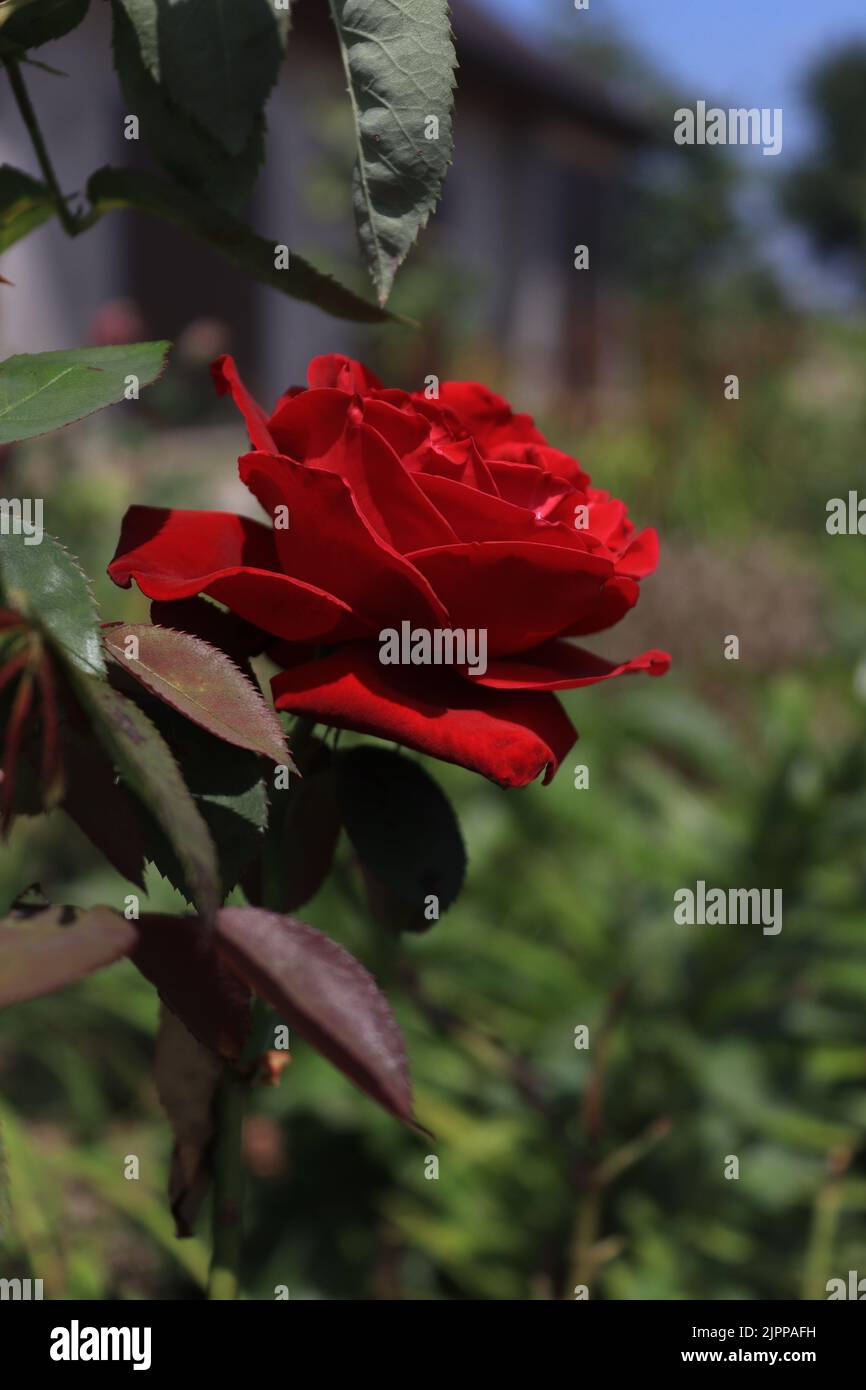 Red rose in local hi-res stock photography and images - Alamy