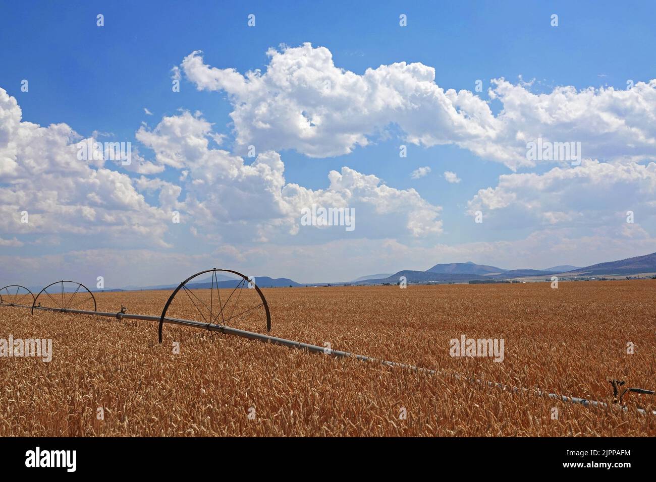 A ripe wheat field turned brown by the sun, and watered by a movable ...