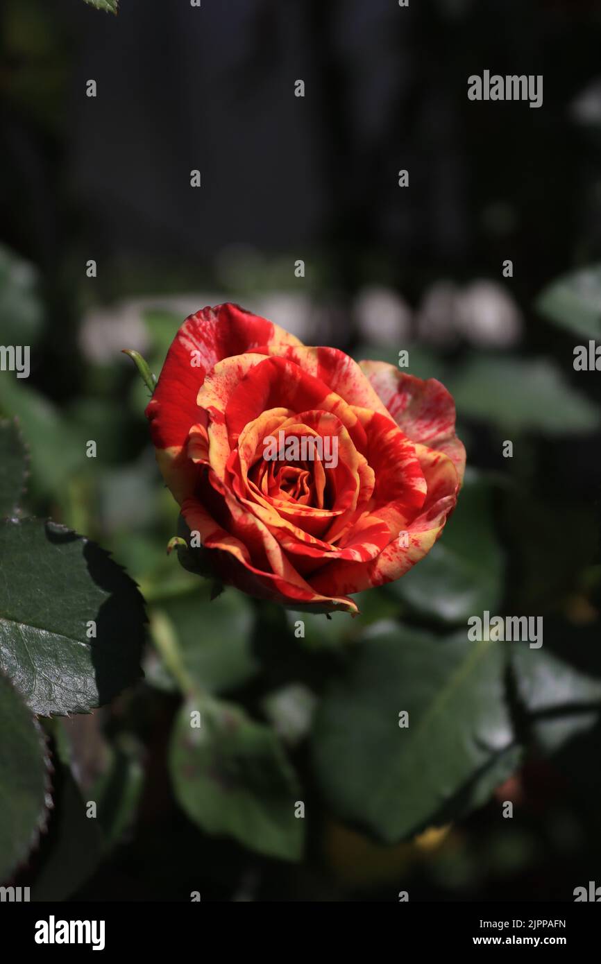 Thread garden hi-res stock photography and images - Alamy