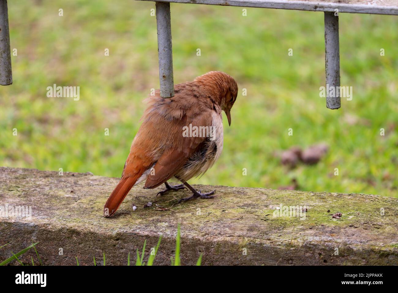 Joao de barro bird nest hi-res stock photography and images - Alamy