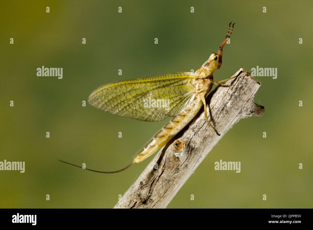 Hexagenia hi-res stock photography and images - Alamy