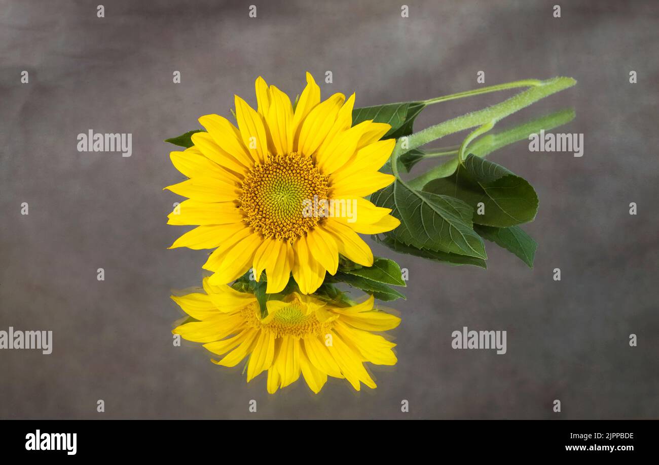 Portrait of a giant sunflower, photographed on a mirror Stock Photo - Alamy