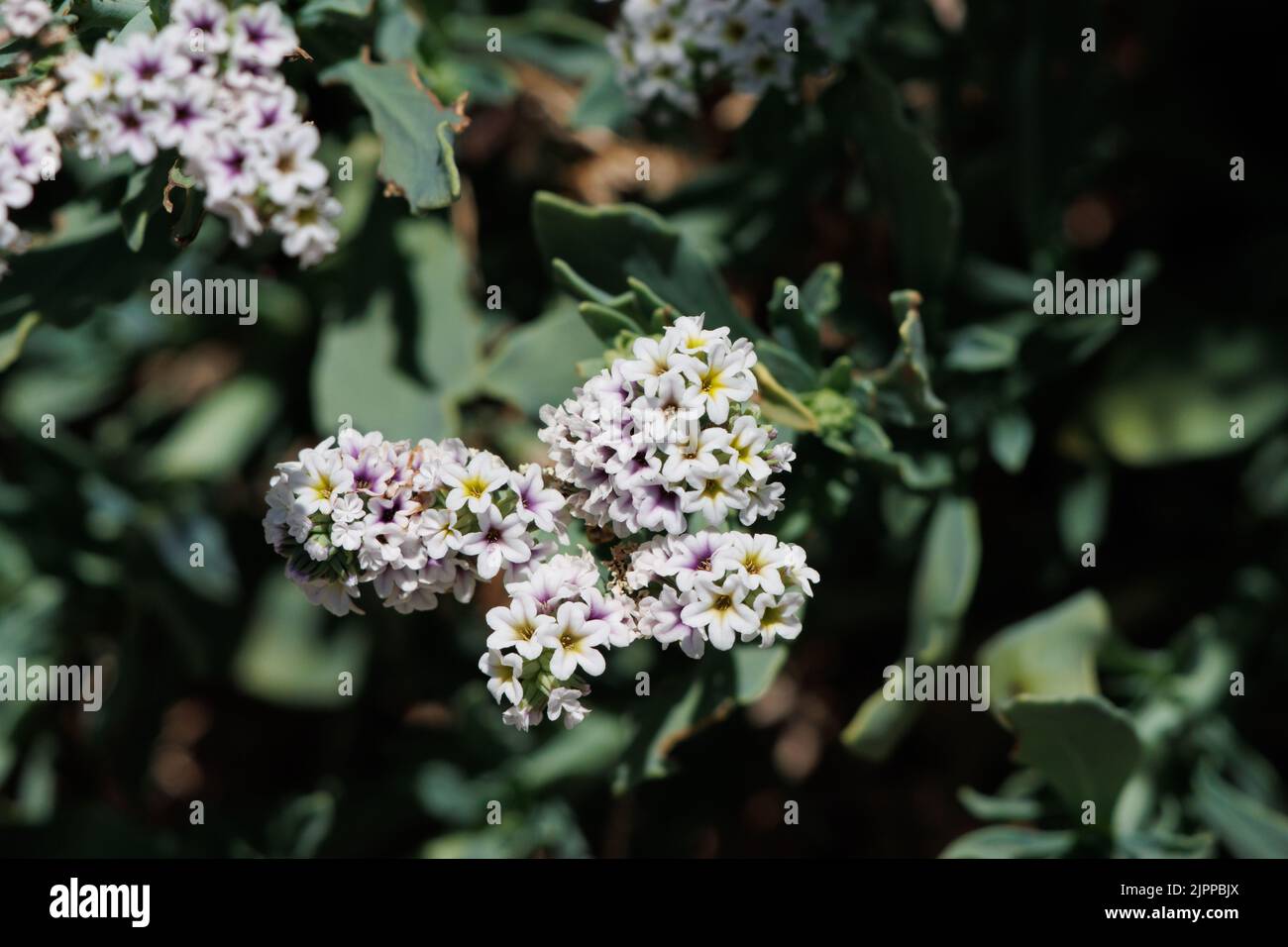 Yellow flowering Scorpioid cyme inflorescences Heliotropium ...