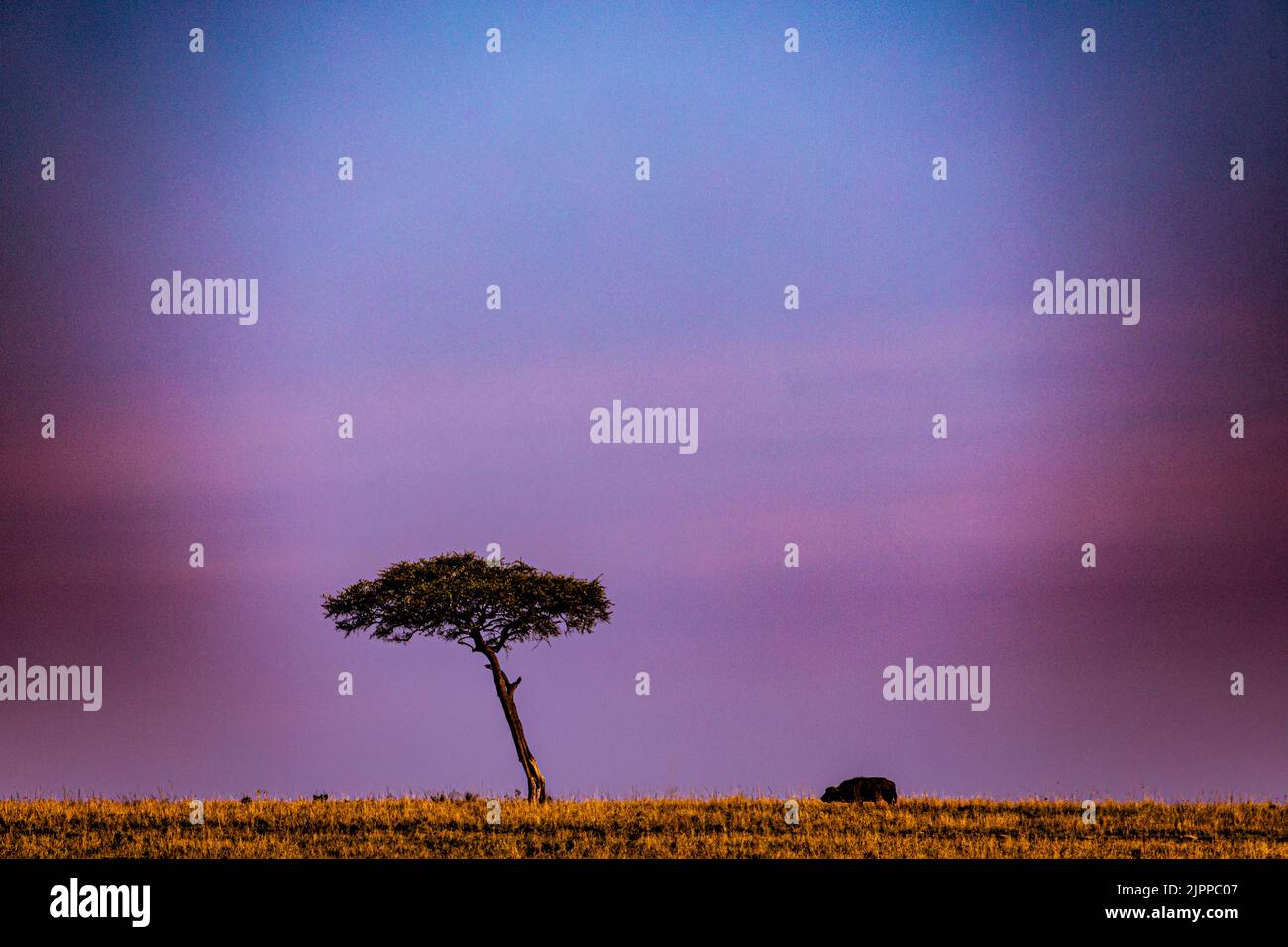 Kenyan Landscapes Lone Trees Buffalo Walking Strolling Savannah ...