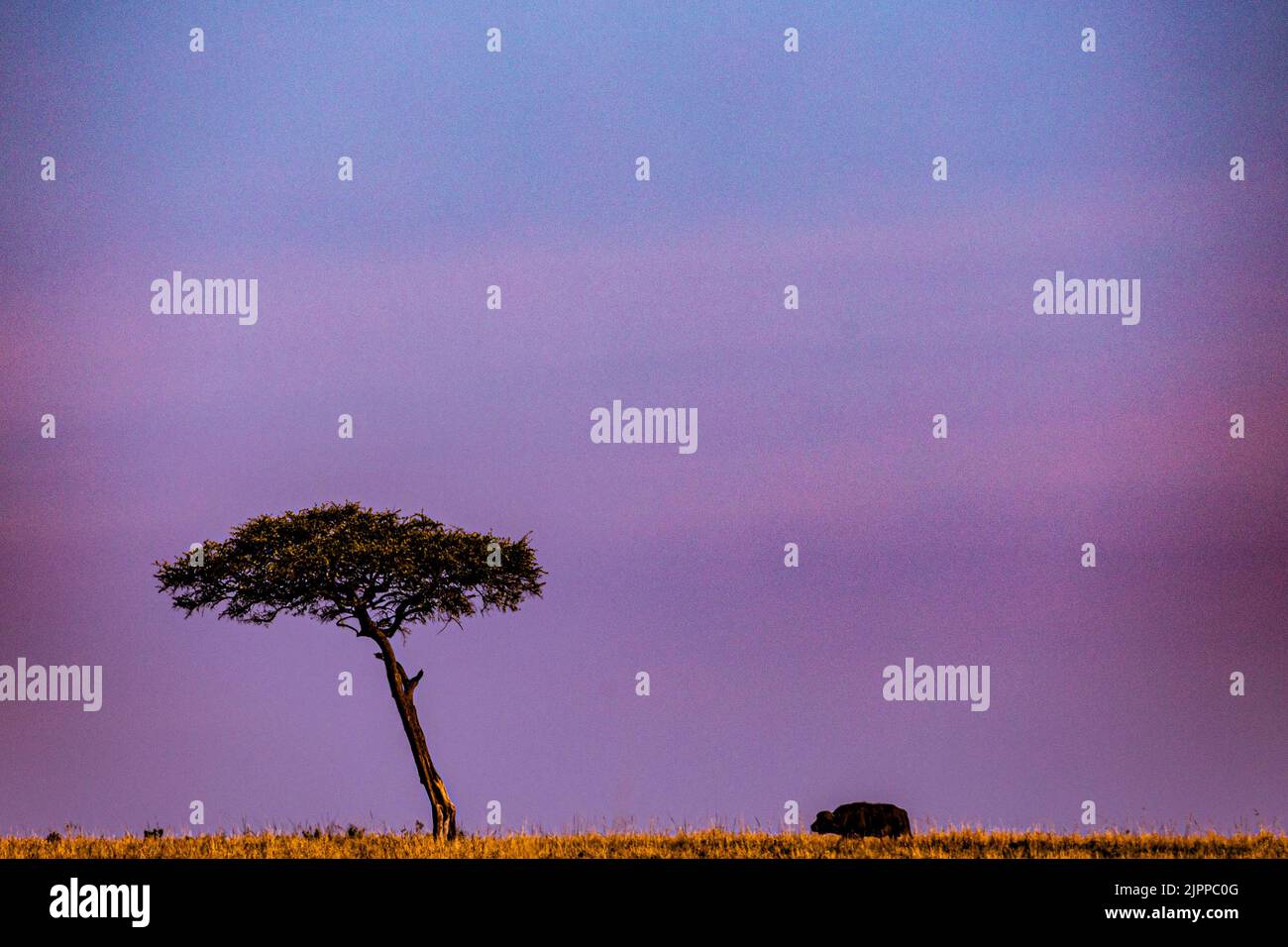 Kenyan Landscapes Lone Trees Buffalo Walking Strolling Savannah ...