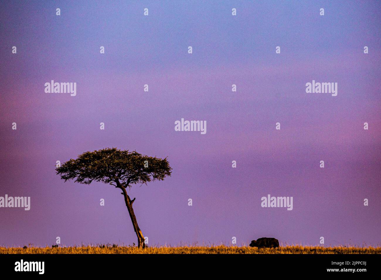 Kenyan Landscapes Lone Trees Buffalo Walking Strolling Savannah ...