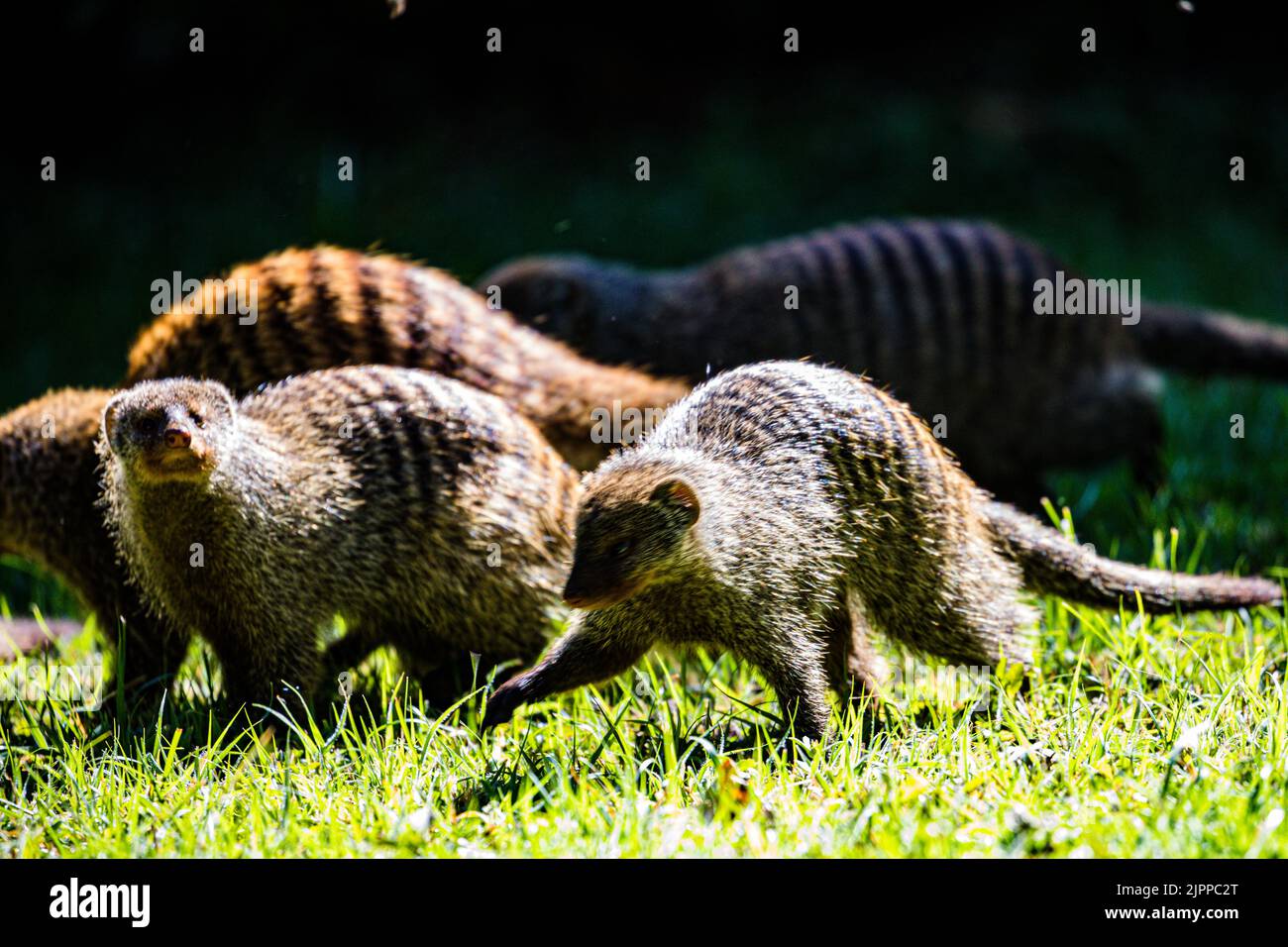 mongoose is a small terrestrial carnivorous mammal belonging to the ...