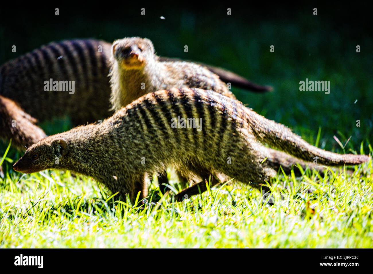 mongoose is a small terrestrial carnivorous mammal belonging to the ...