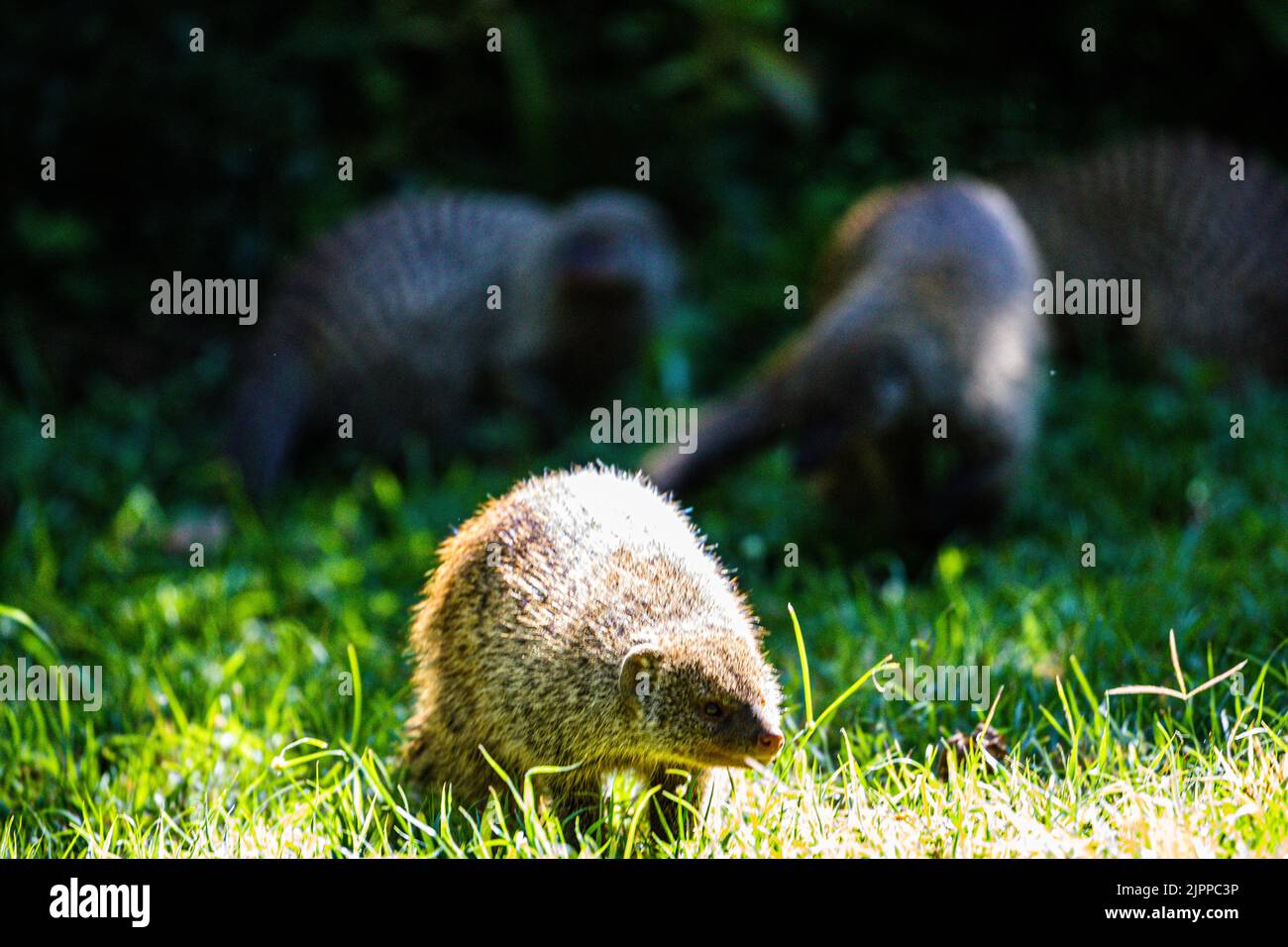 mongoose is a small terrestrial carnivorous mammal belonging to the ...