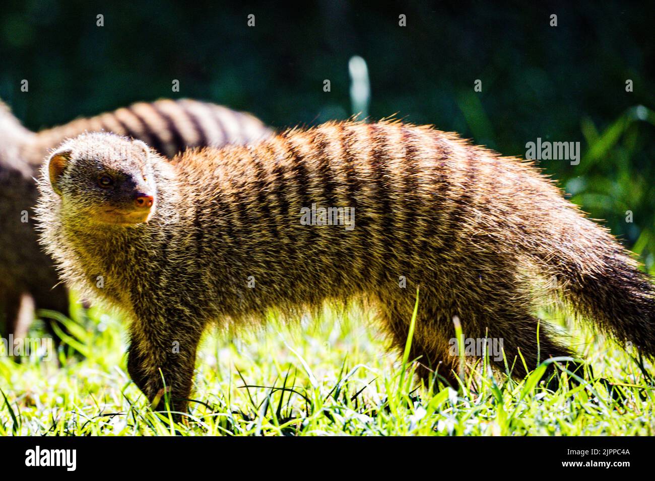 mongoose is a small terrestrial carnivorous mammal belonging to the ...