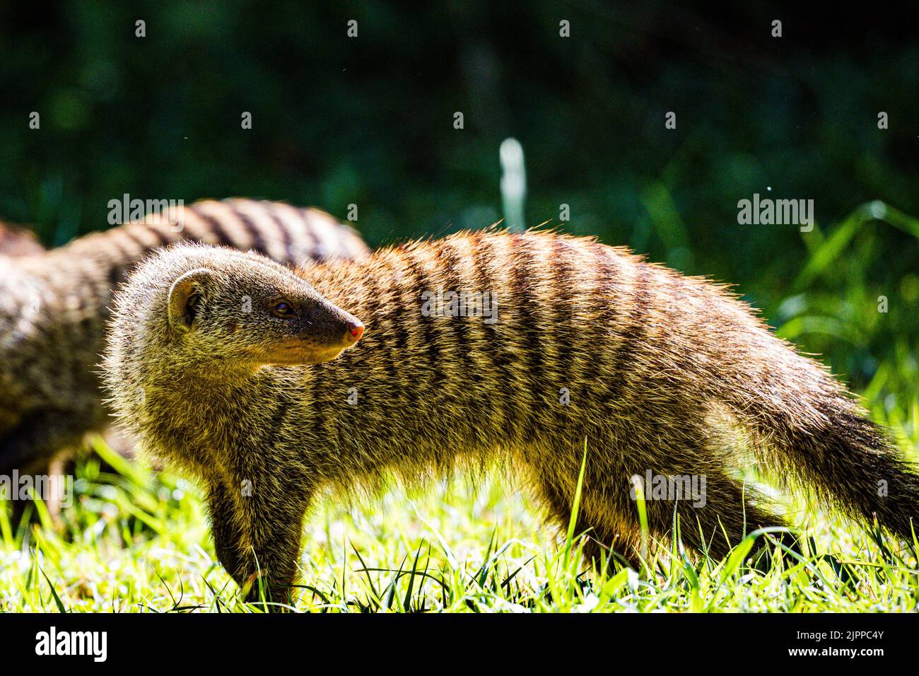 mongoose is a small terrestrial carnivorous mammal belonging to the ...