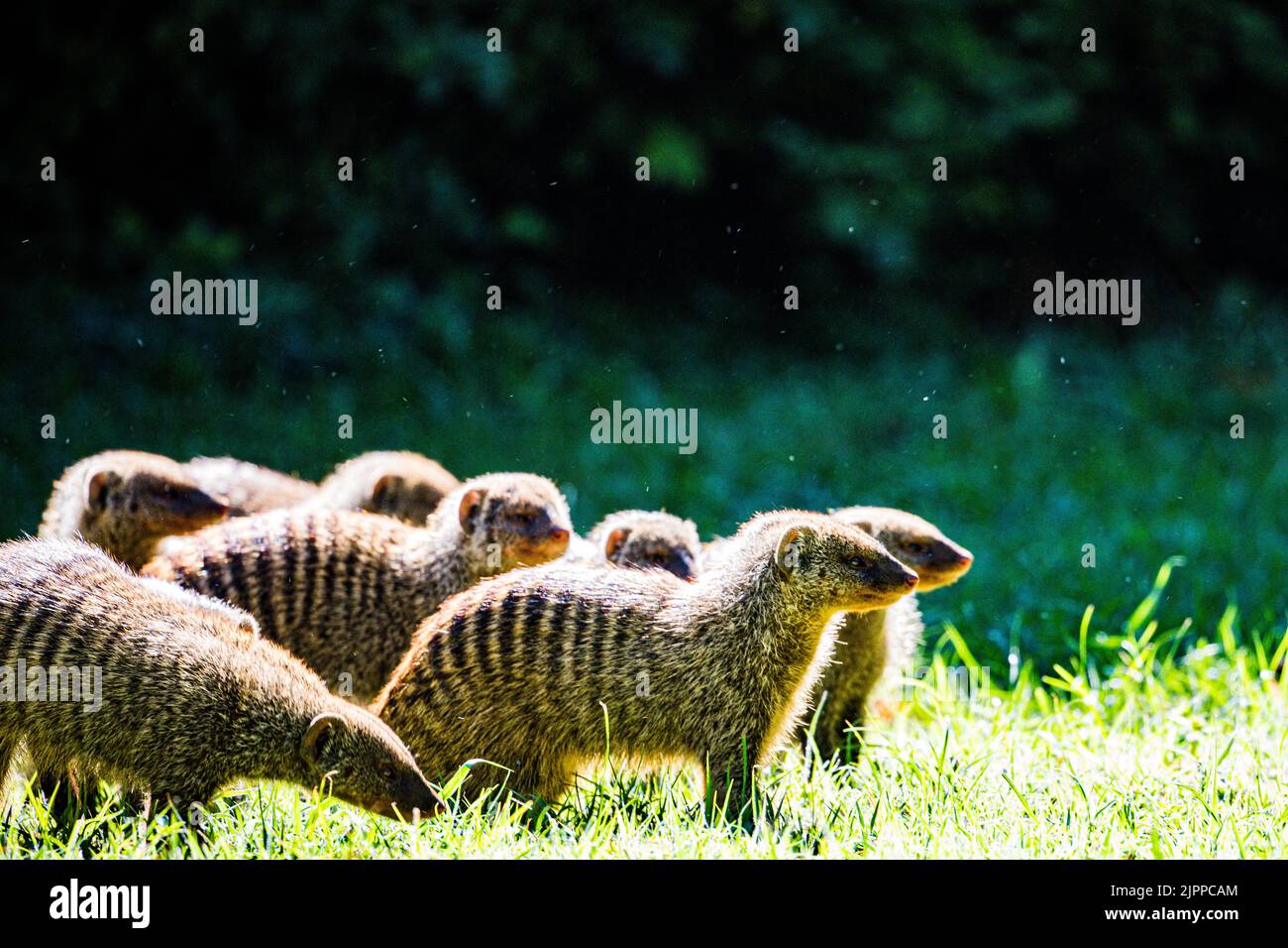 mongoose is a small terrestrial carnivorous mammal belonging to the ...