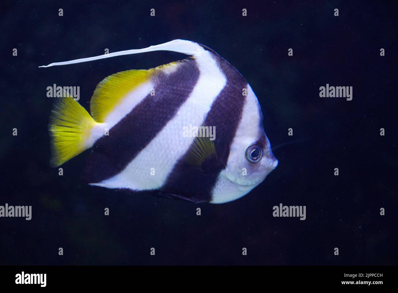 A closeup side shot of a striped butterflyfish with a yellow tail and ...