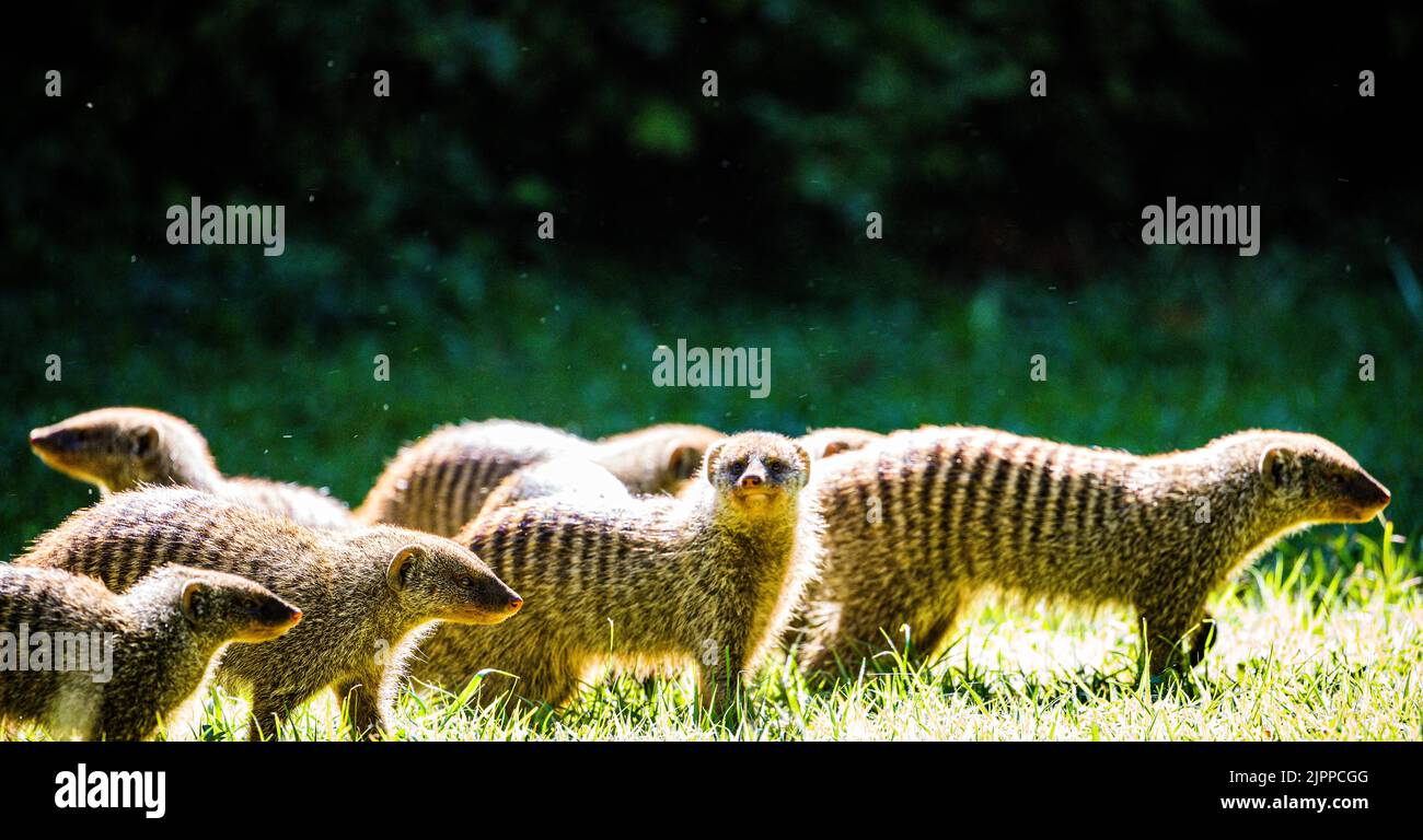 mongoose is a small terrestrial carnivorous mammal belonging to the ...