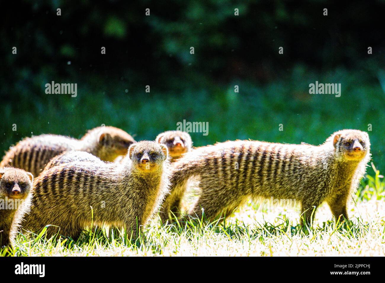 mongoose is a small terrestrial carnivorous mammal belonging to the ...