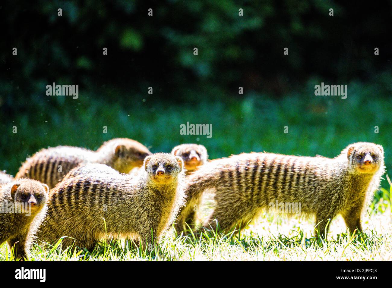 mongoose is a small terrestrial carnivorous mammal belonging to the ...