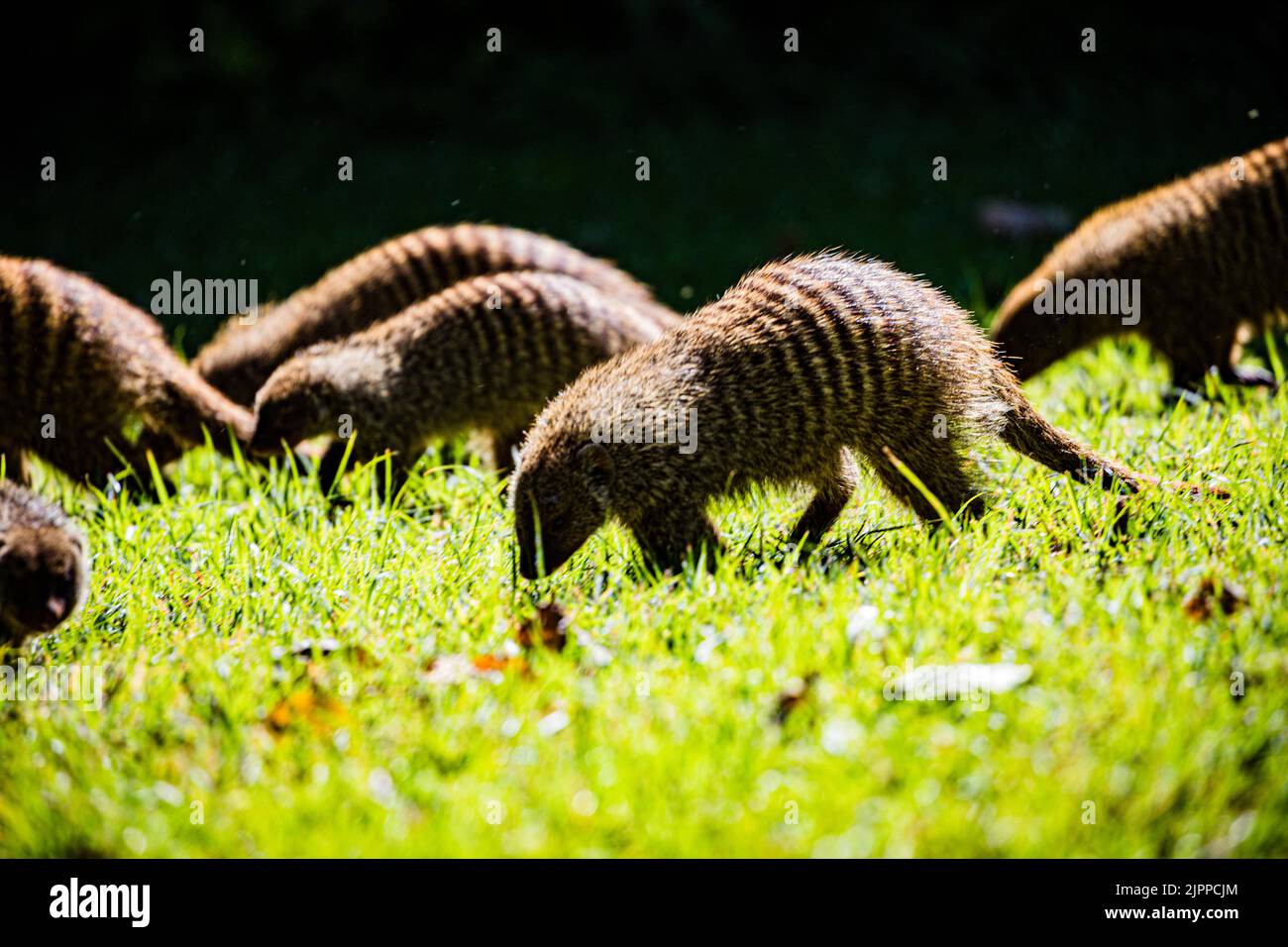 mongoose is a small terrestrial carnivorous mammal belonging to the ...