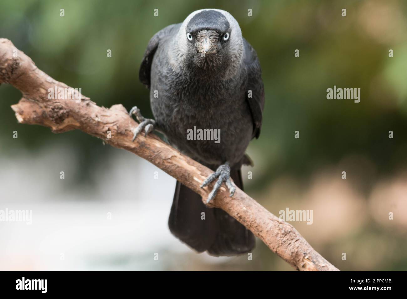 Sharp jackdaw hi-res stock photography and images - Alamy