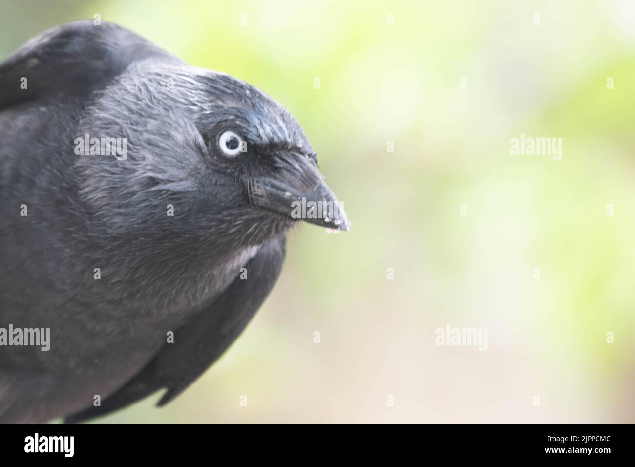A Jackdaw on a perch. Taken in Monmouthshire, south Wales, UK during ...