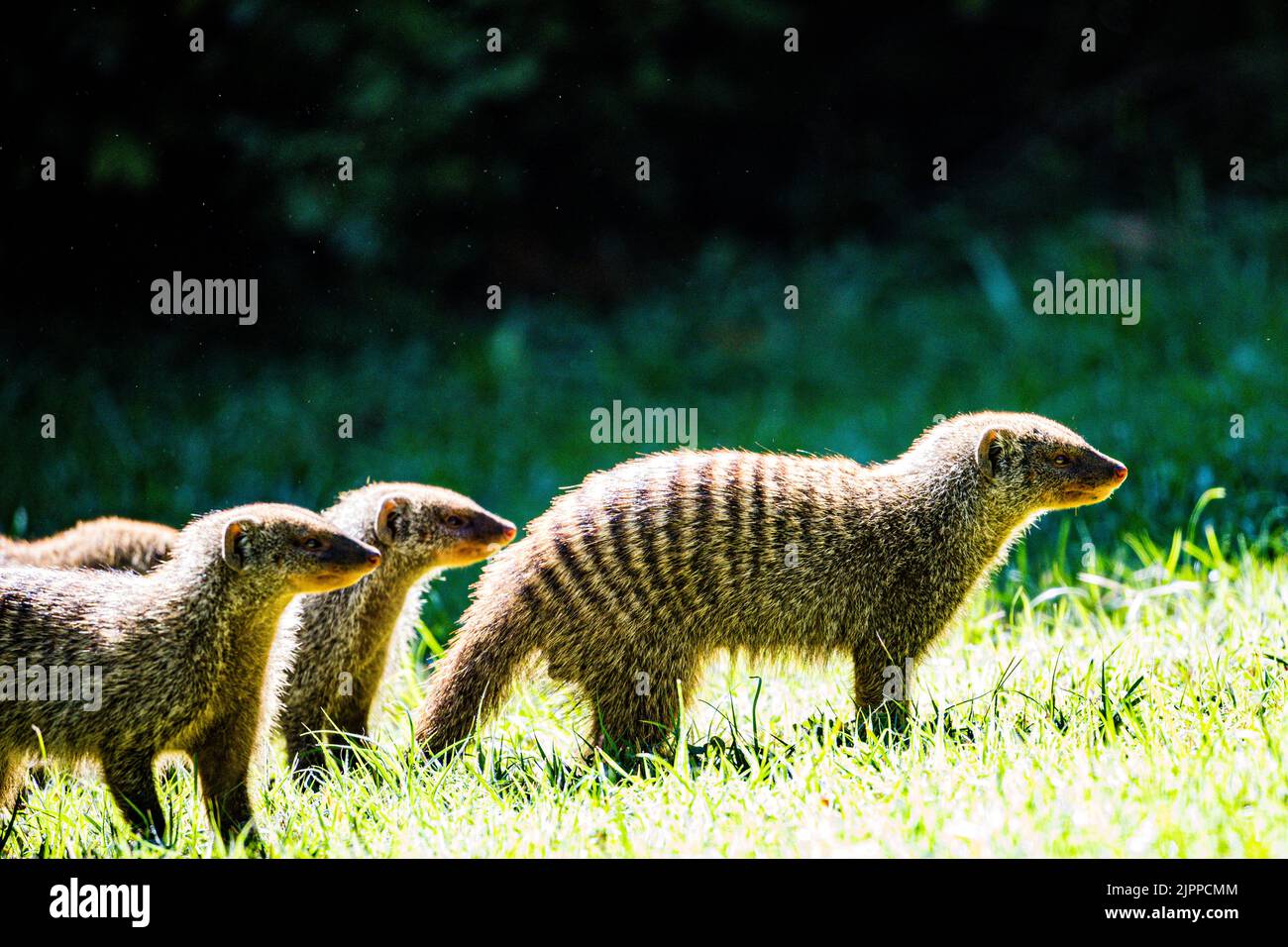 mongoose is a small terrestrial carnivorous mammal belonging to the ...