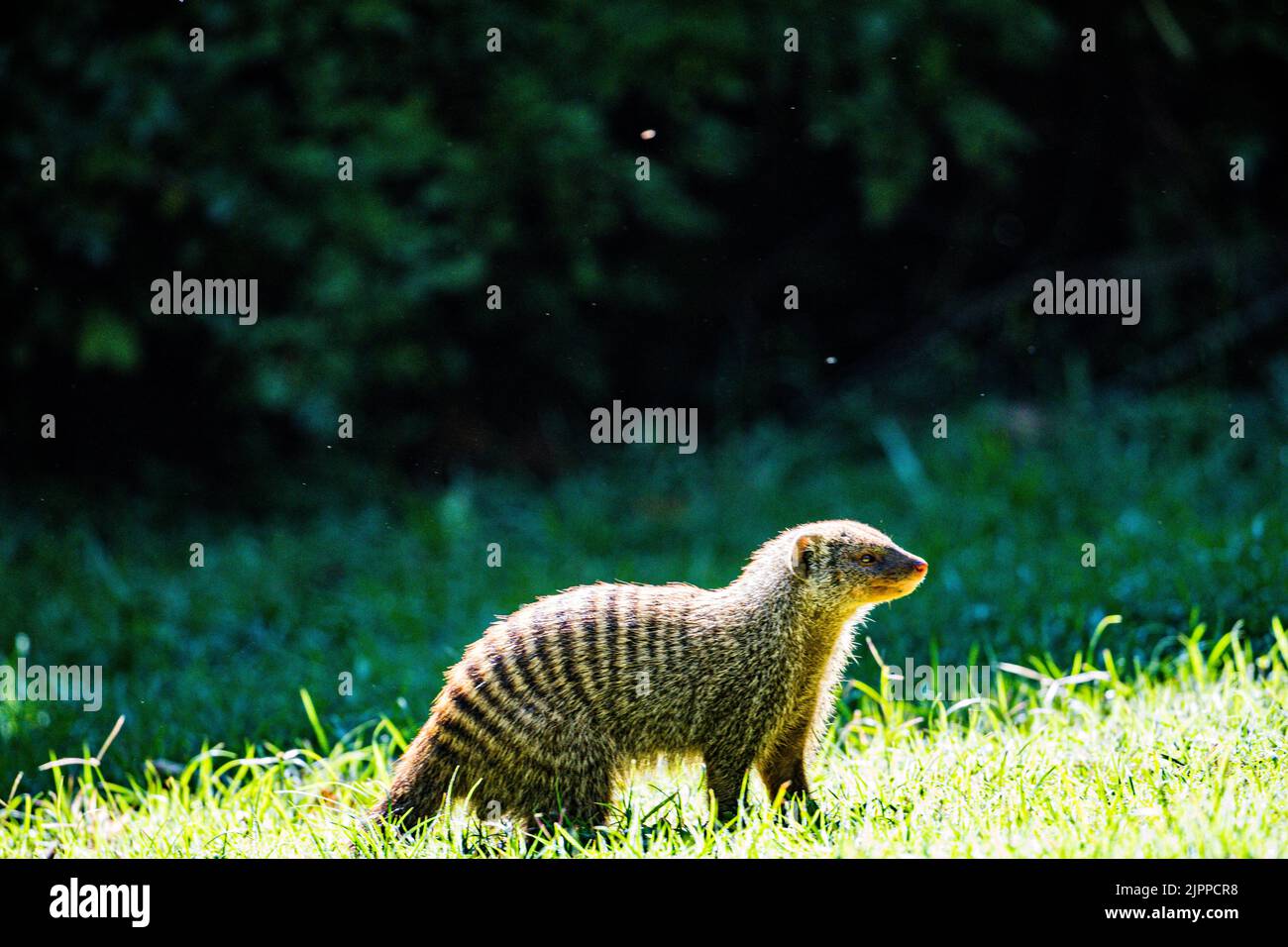 mongoose is a small terrestrial carnivorous mammal belonging to the ...