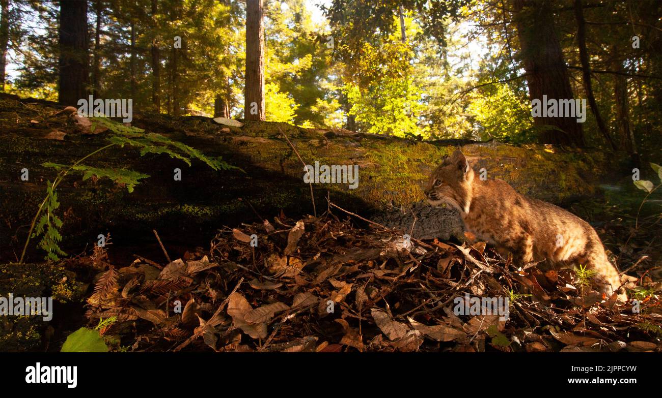 A bobcat with a long view of the forest Stock Photo - Alamy