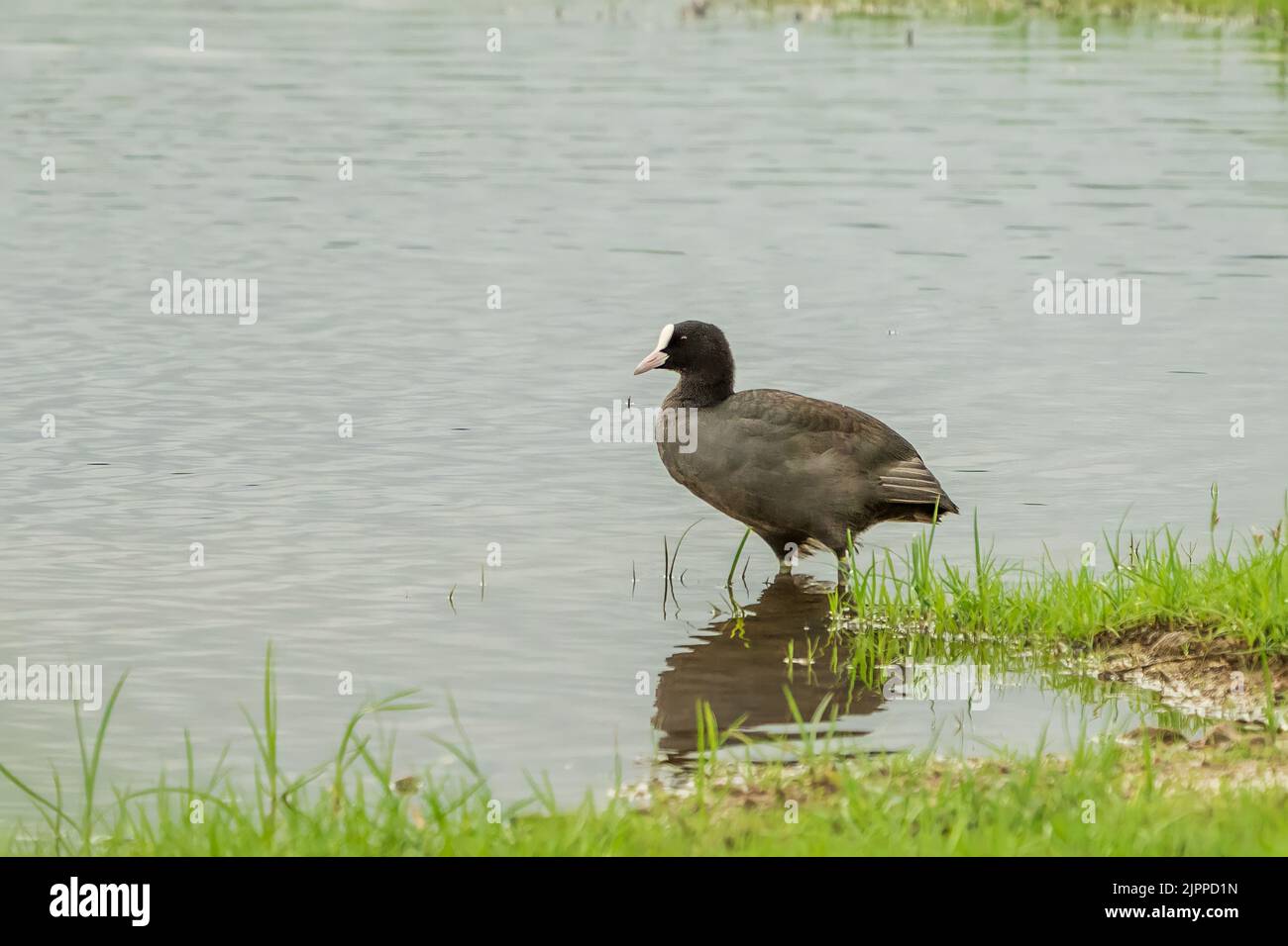 Species eurasian coot fulica hi-res stock photography and images - Alamy