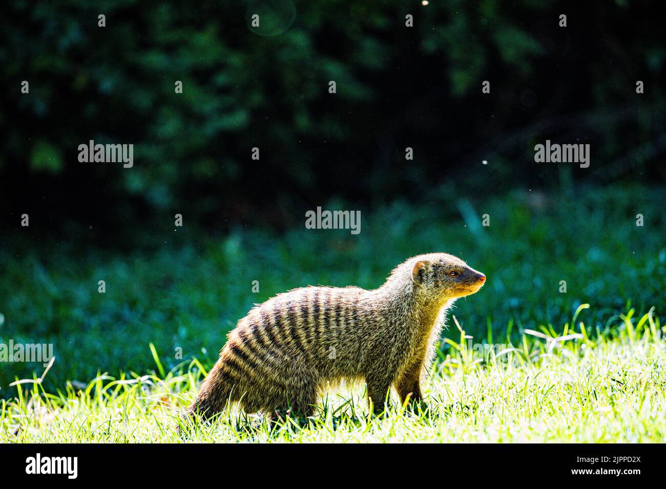 mongoose is a small terrestrial carnivorous mammal belonging to the ...