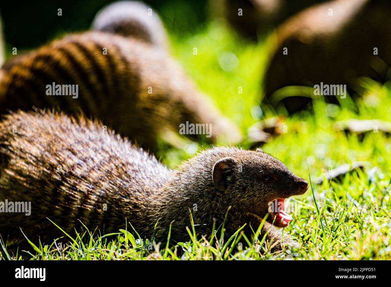 mongoose is a small terrestrial carnivorous mammal belonging to the ...