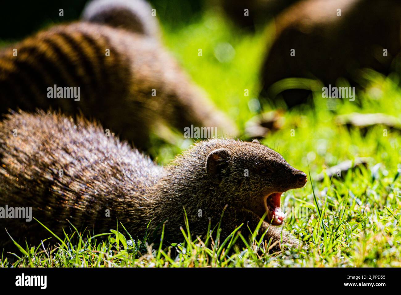 mongoose is a small terrestrial carnivorous mammal belonging to the ...