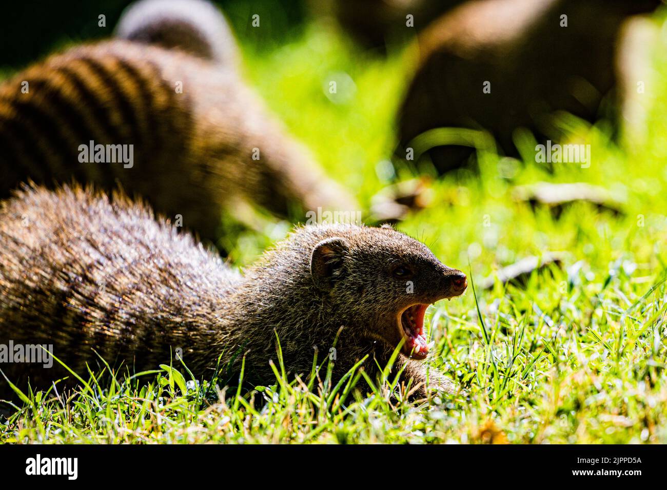 mongoose is a small terrestrial carnivorous mammal belonging to the ...
