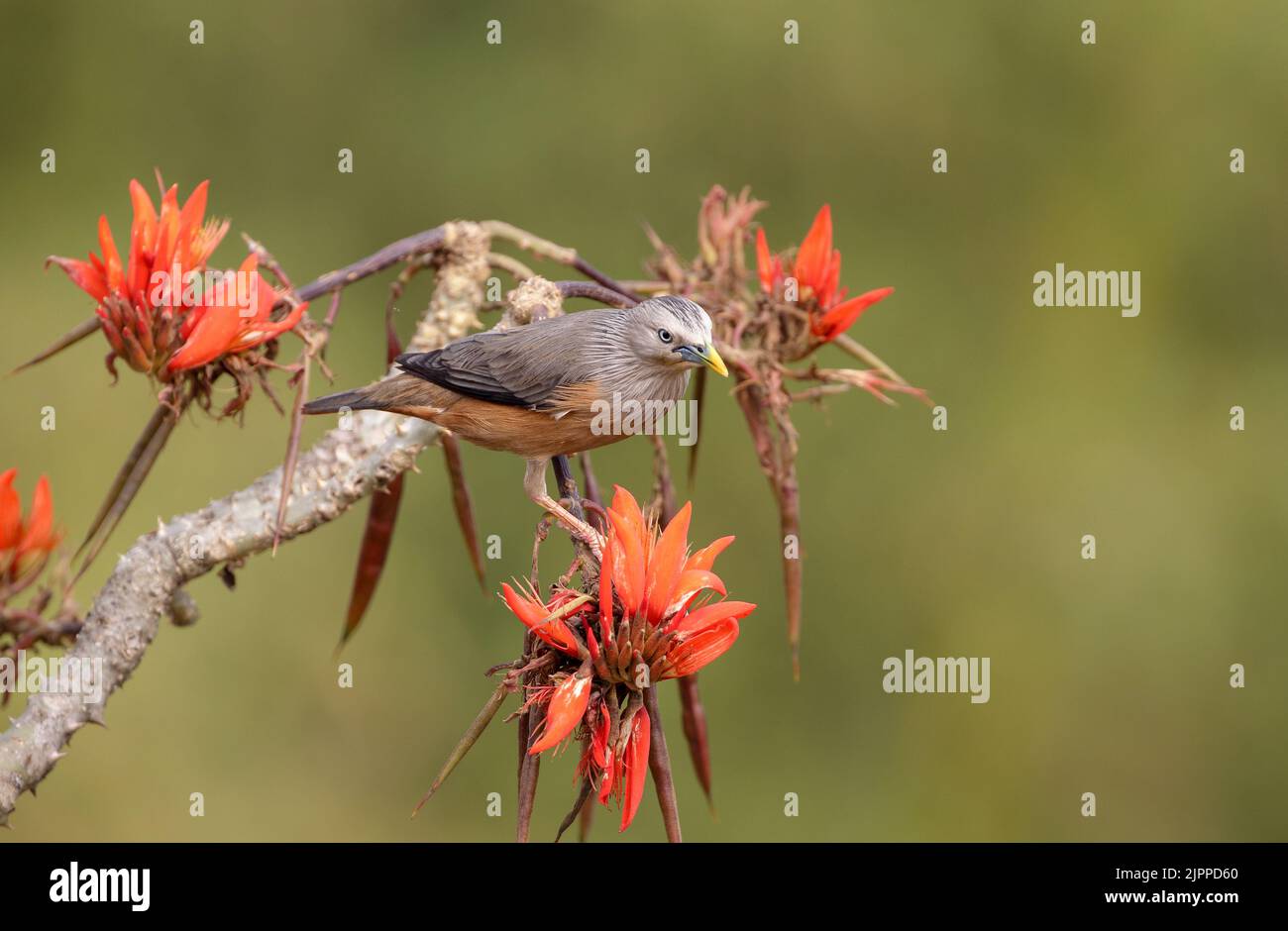 The chestnut-tailed starling, also called grey-headed starling and grey ...