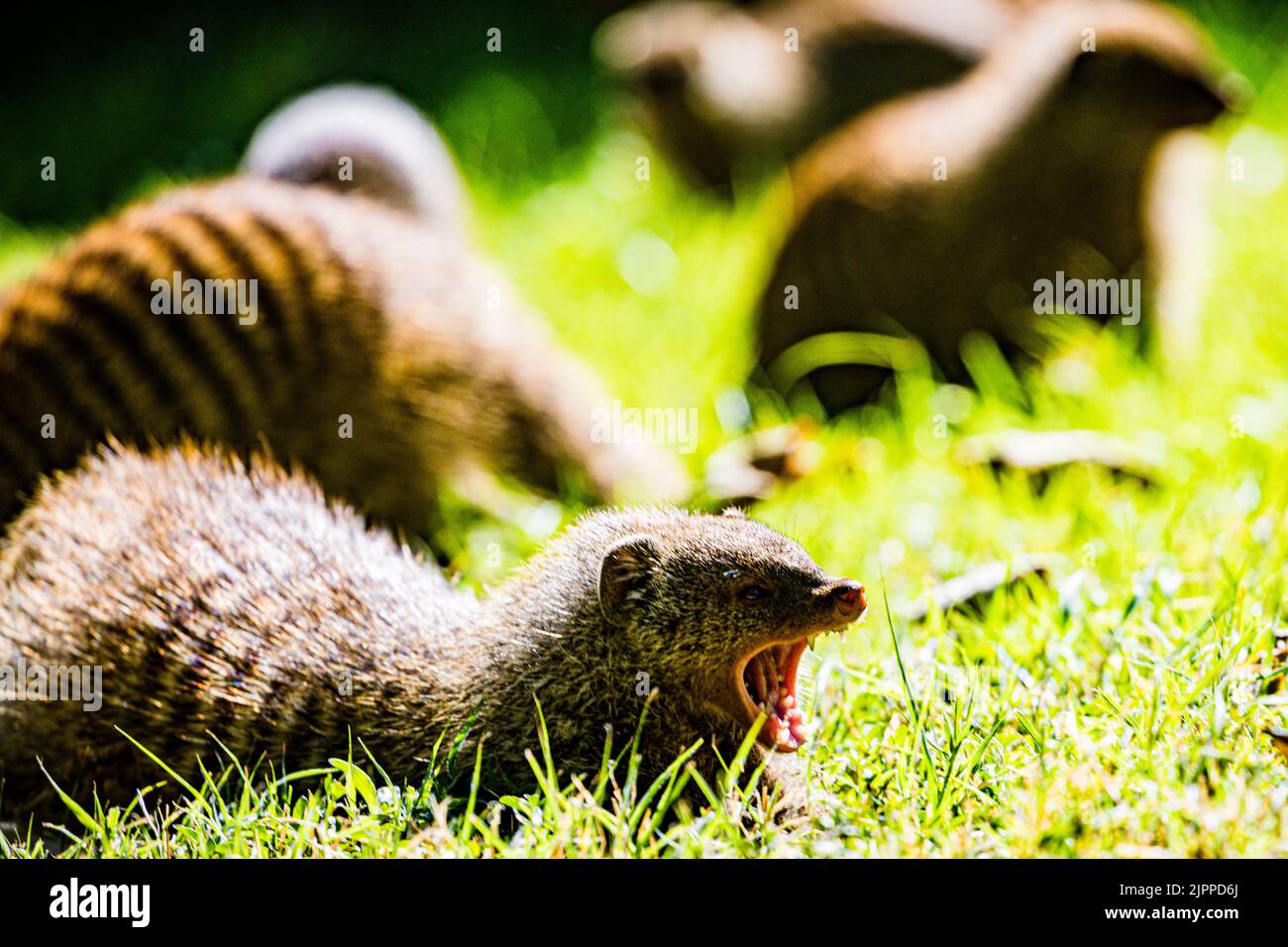 mongoose is a small terrestrial carnivorous mammal belonging to the ...