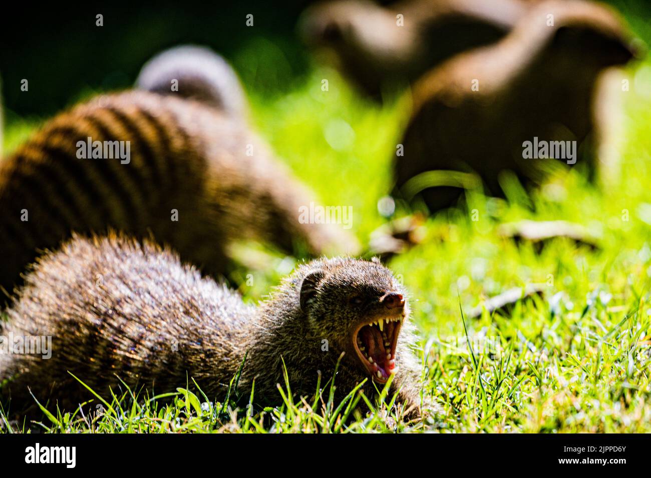 mongoose is a small terrestrial carnivorous mammal belonging to the ...