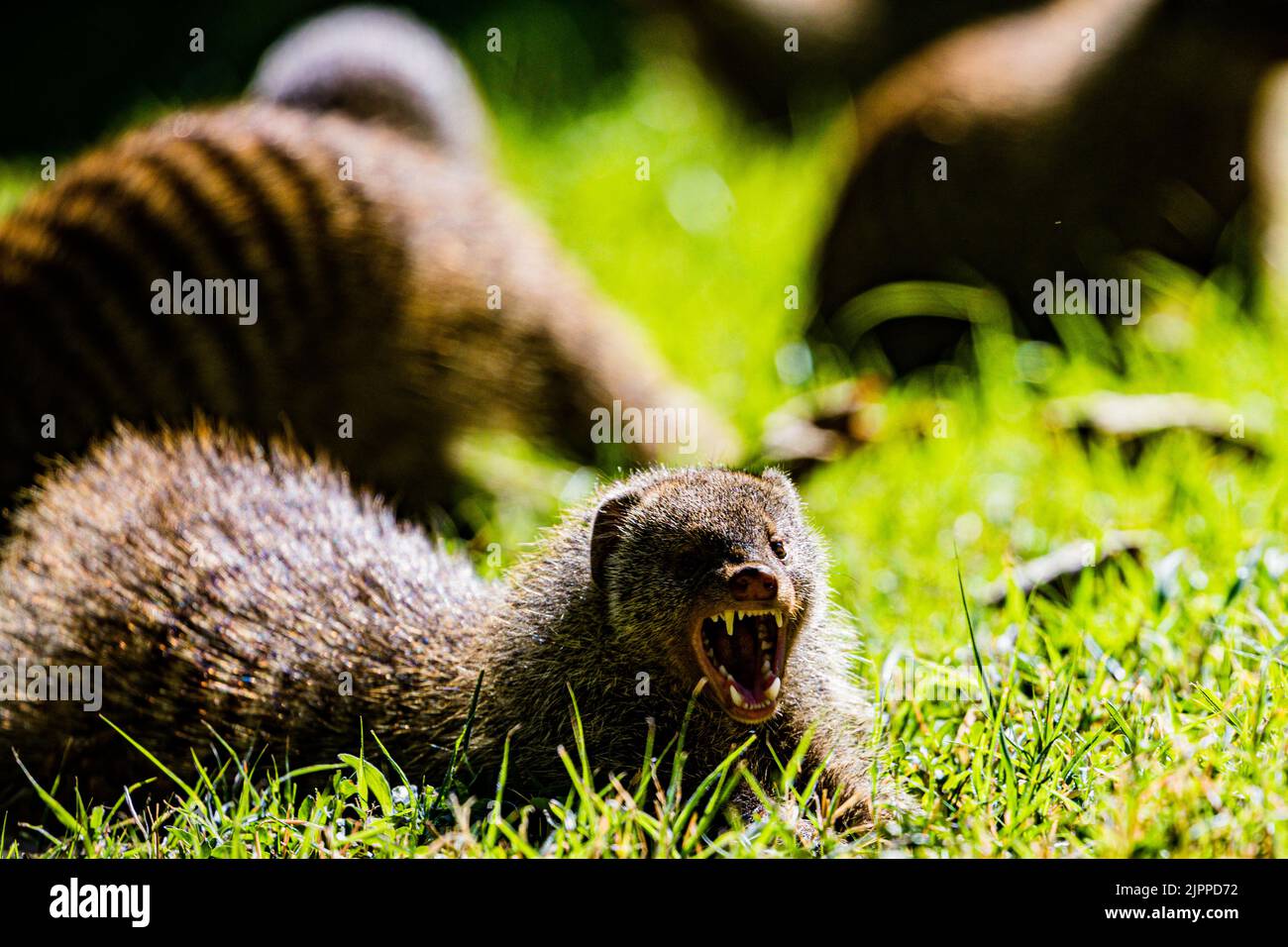 mongoose is a small terrestrial carnivorous mammal belonging to the ...