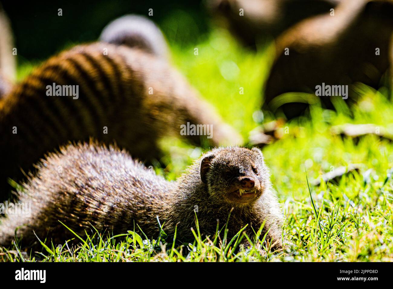 mongoose is a small terrestrial carnivorous mammal belonging to the ...
