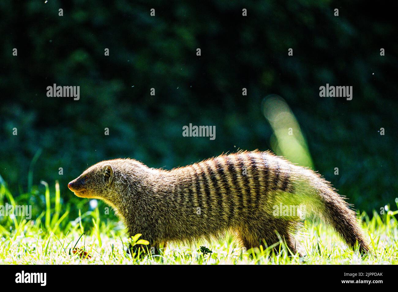 mongoose is a small terrestrial carnivorous mammal belonging to the ...