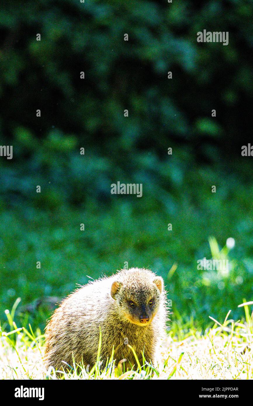 mongoose is a small terrestrial carnivorous mammal belonging to the ...