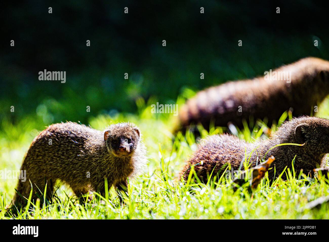 mongoose is a small terrestrial carnivorous mammal belonging to the ...
