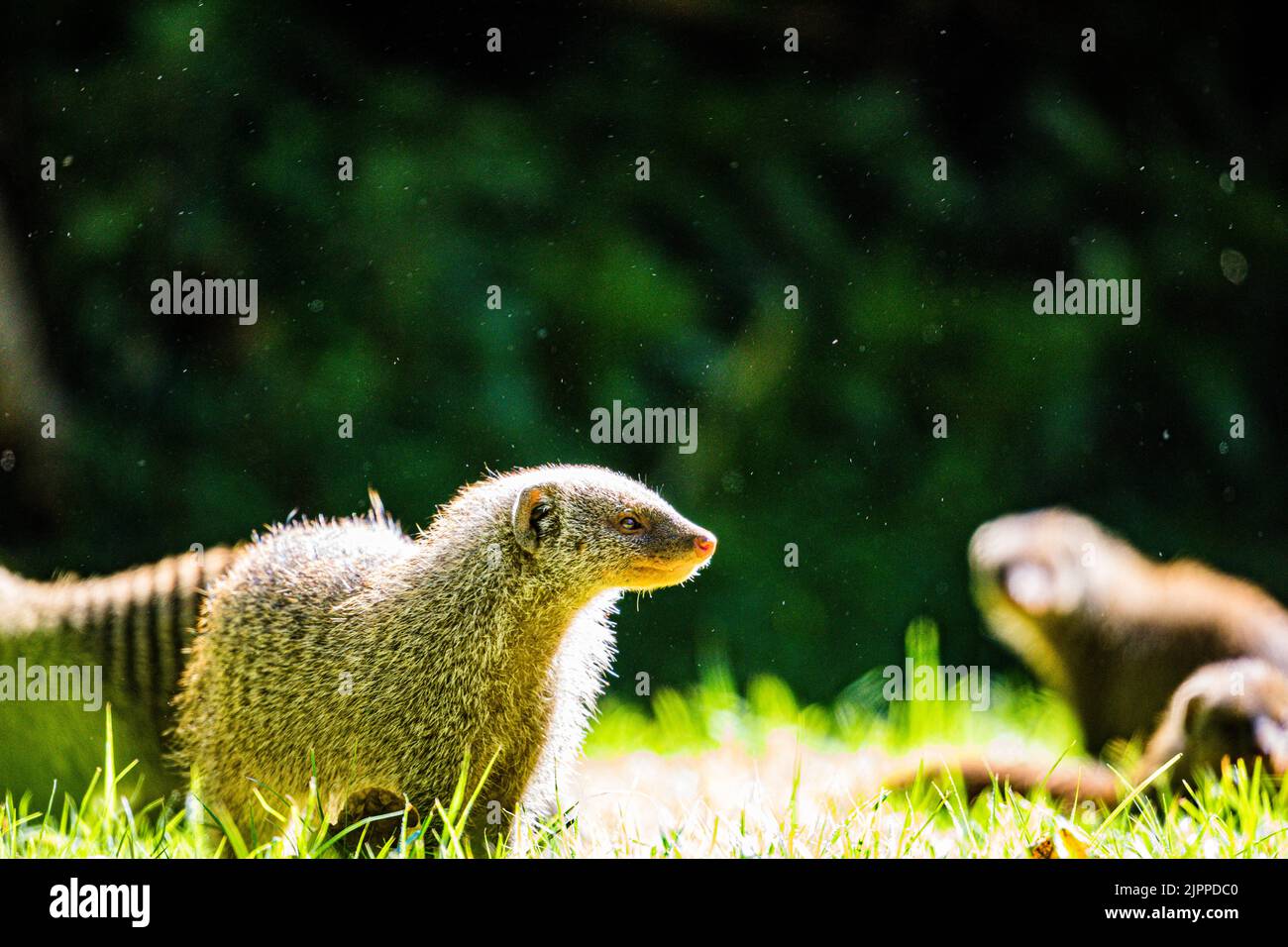 mongoose is a small terrestrial carnivorous mammal belonging to the ...
