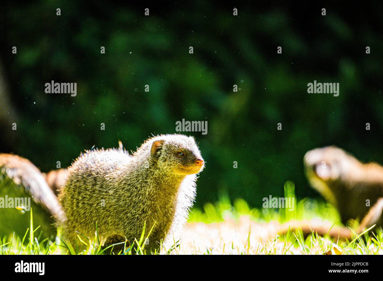 mongoose is a small terrestrial carnivorous mammal belonging to the ...