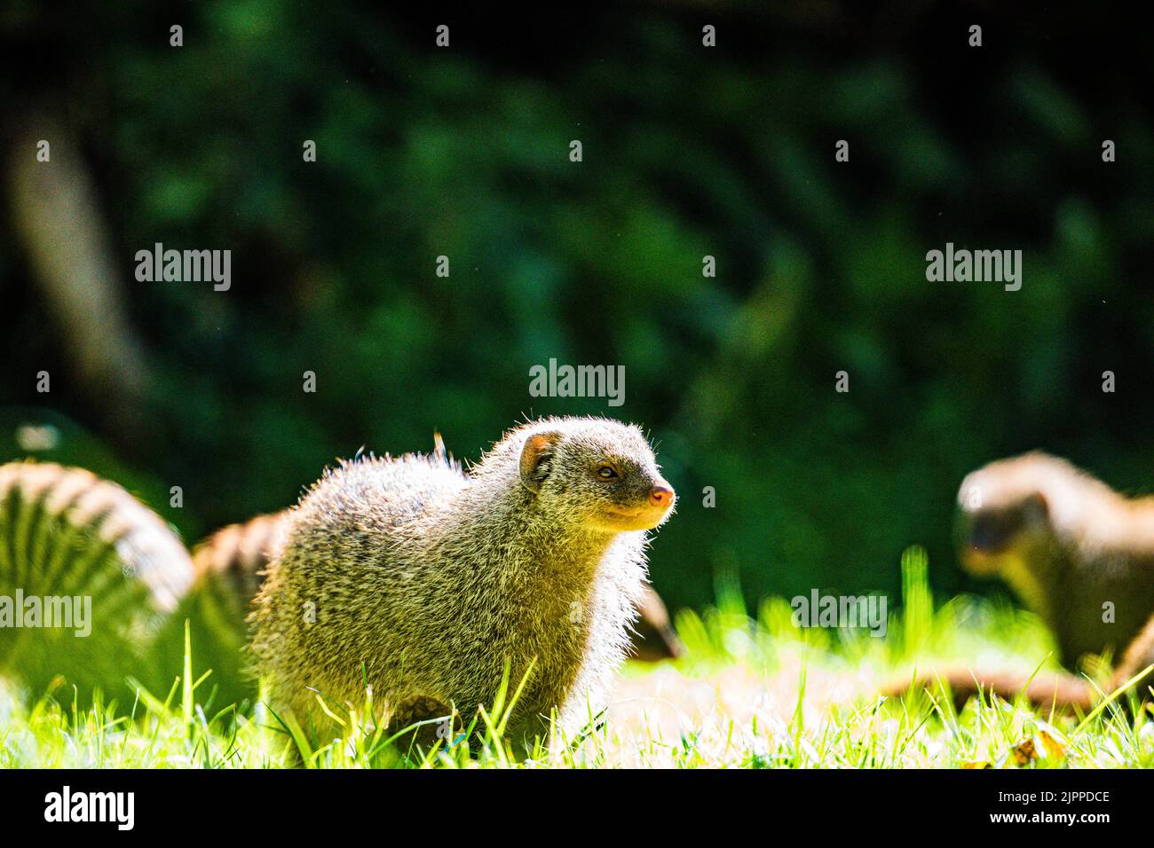 mongoose is a small terrestrial carnivorous mammal belonging to the ...