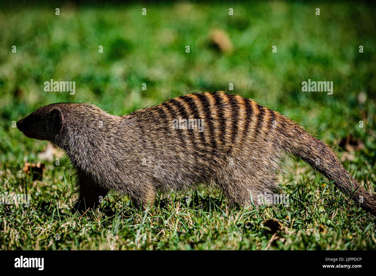 mongoose is a small terrestrial carnivorous mammal belonging to the ...
