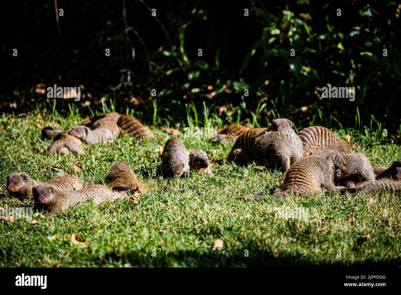 mongoose is a small terrestrial carnivorous mammal belonging to the ...