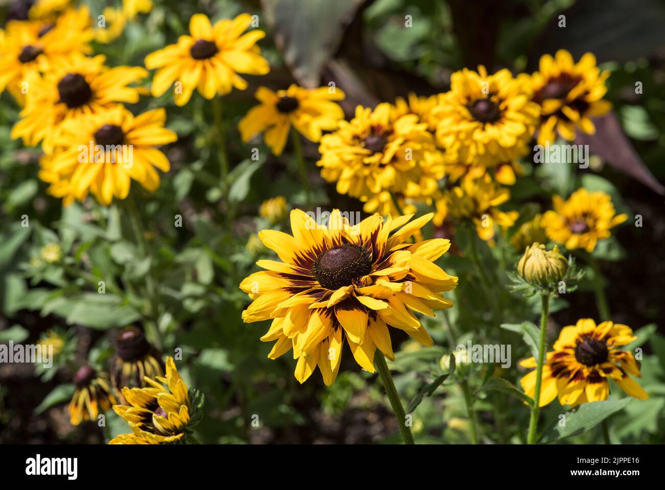Close up of Black Eyed Susan - Rudbeckia Hirta in a wildflower meadow ...