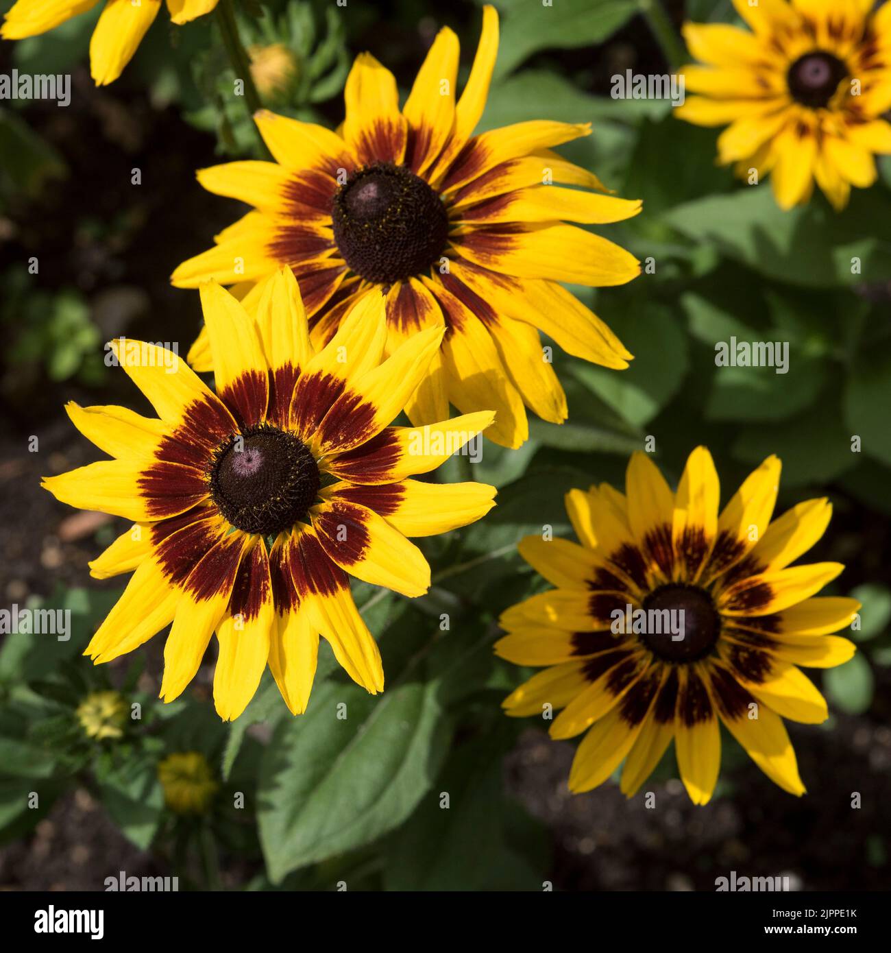 Close up of Black Eyed Susan - Rudbeckia Hirta in a wildflower meadow ...