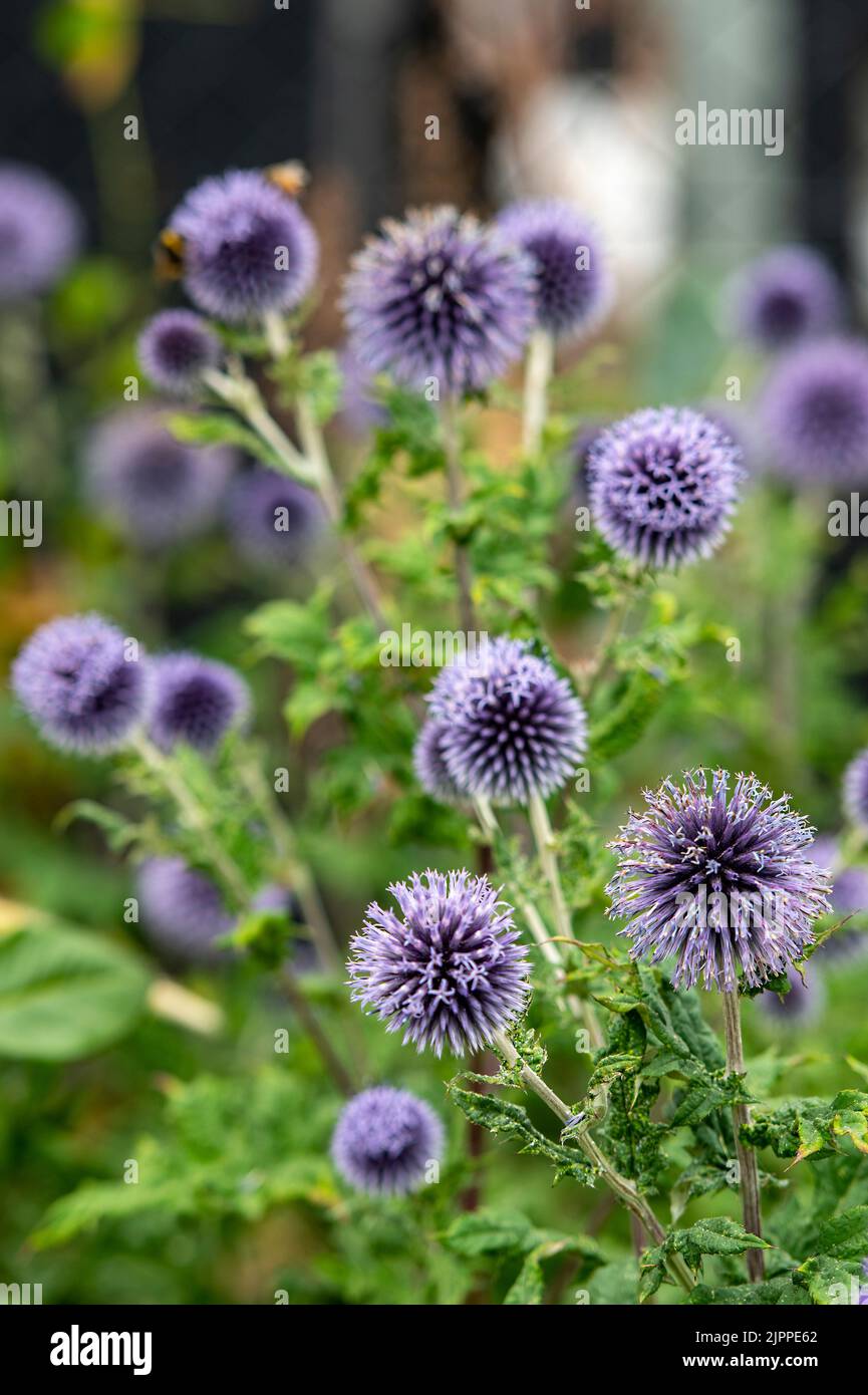 Echinops ritro globe thistle with violet-blue flowers for garden ...