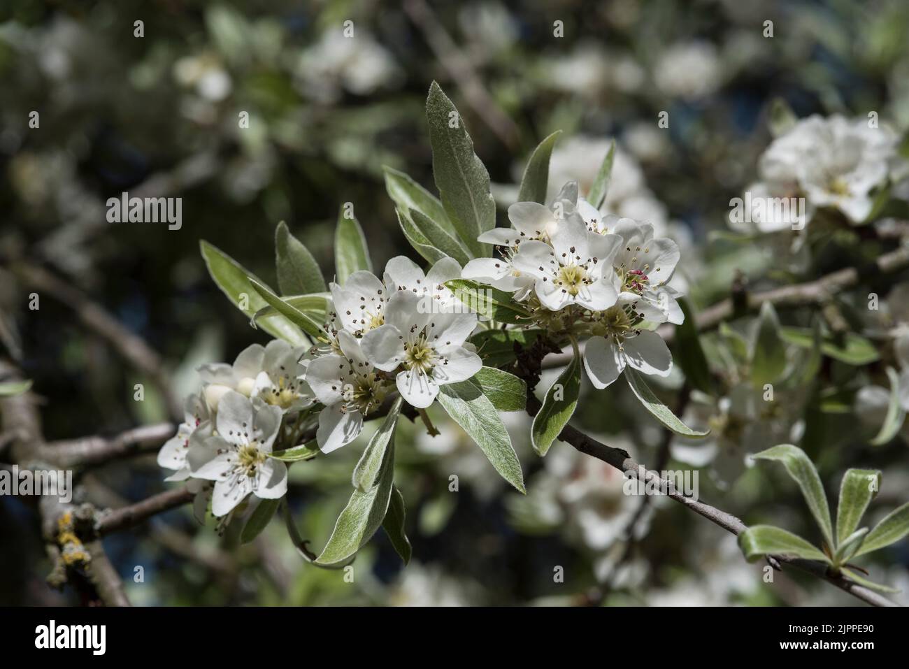 Trees / Flowers: Close up of blossom of Weeping Silver Pear Tree in ...